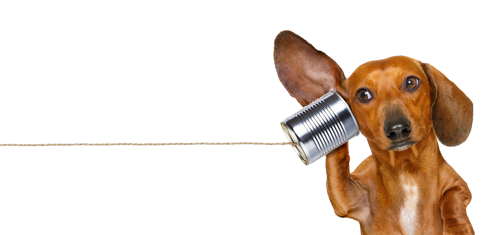 Contact - Alberta Tails